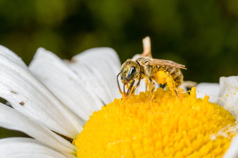 A tiny bee on a flower. stock image. Image of aerarius - 76310731