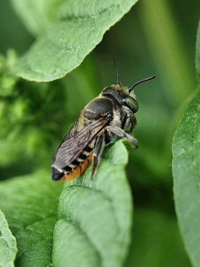 Tiny Bee Resting Vibrant Green Leaf Captured Intricate Macro Detail Stock Photos - Free ...