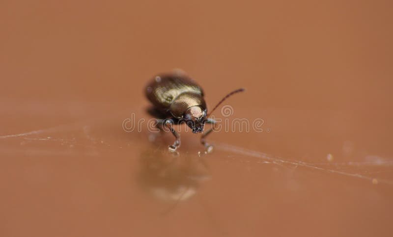 Tiny shiny beetle stock image. Image of garden, black - 256554811