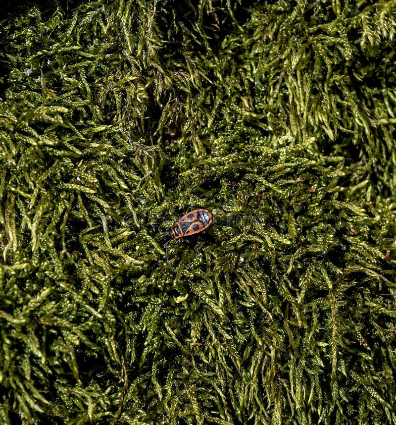 Tiny Beetles Walk on Green Moss. Stock Photo - Image of moss, biology ...