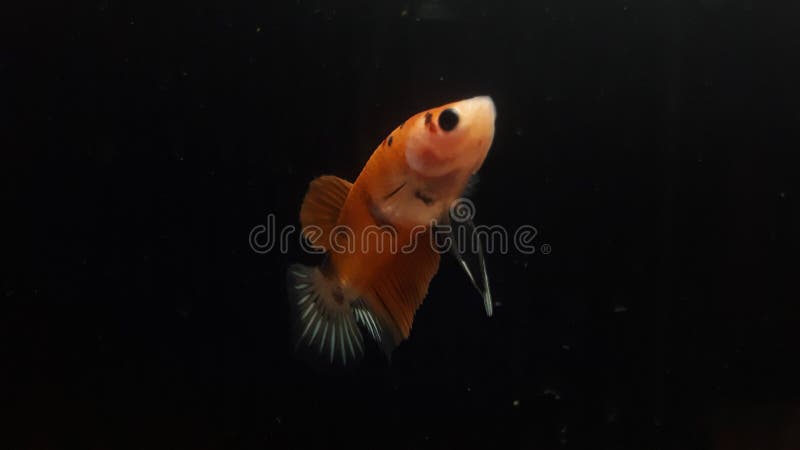 Tiny betta fish swim alone stock photo. Image of fish - 262063060