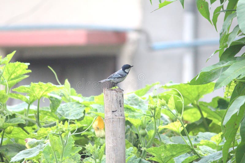 Tiny Bird-beautiful Bird Resting Stock Photo - Image of tiny, resting ...