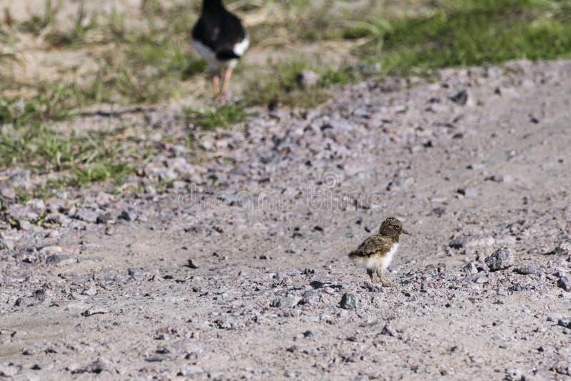 Tiny Bird Chick Walking on Gravel Path with Mother Bird Watching. Stock ...