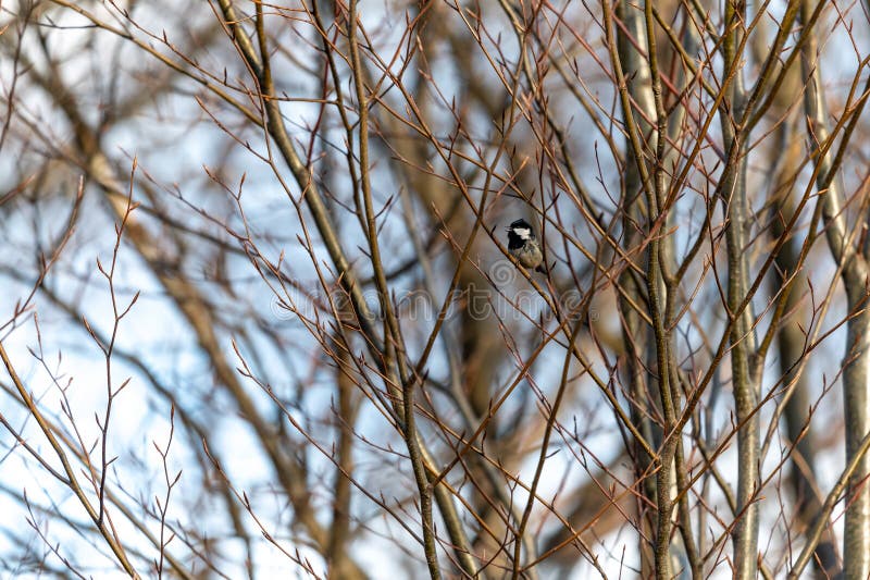 The Tiny Bird the Coal Tit (Periparus Ater) Sitting in the Branches of ...