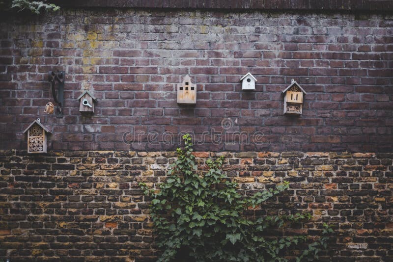 Tiny Bird Houses on Wall with Green Plant Growing Underneath Stock ...
