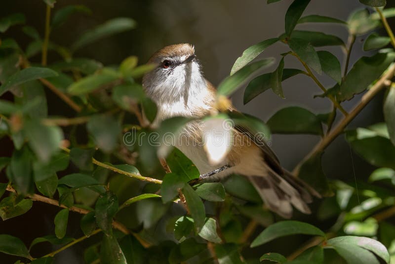 Brown Gerygone in Australia Stock Image - Image of natural, warbling ...