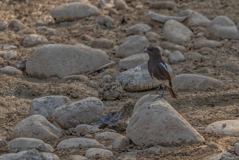 Tiny Bird Perched upon a Jumble of Rocks and Boulders in a Natural ...