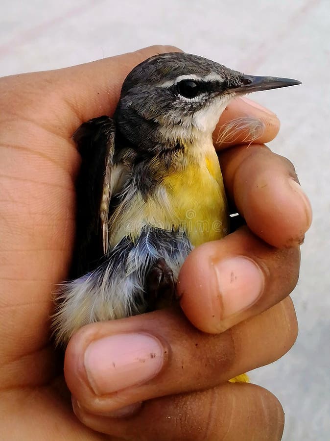 Tiny bird is so sad stock photo. Image of bird, tiny - 152362266