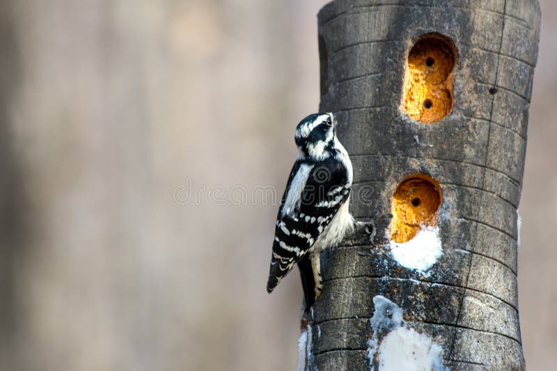 A Small Bird Perches on a Tree that Has Holes in it Stock Image - Image ...