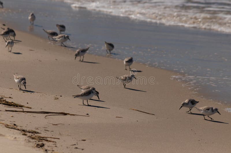 Cute Little Birds Picking through the Sand Stock Photo - Image of helps ...