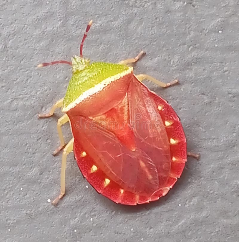 A tiny bit beautiful bug stock image. Image of yellow - 383019805