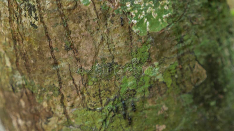 Tiny Black Ants Run on Tree Cork with Bright Green Moss Stock Video ...