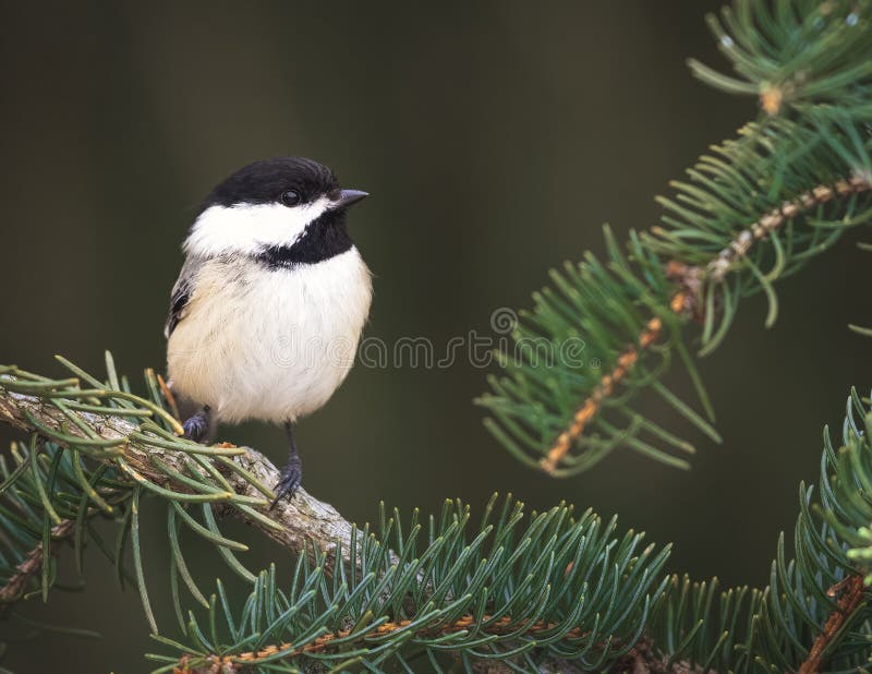 A Black-capped Chickadee on a Spruce Branch Stock Photo - Image of ...