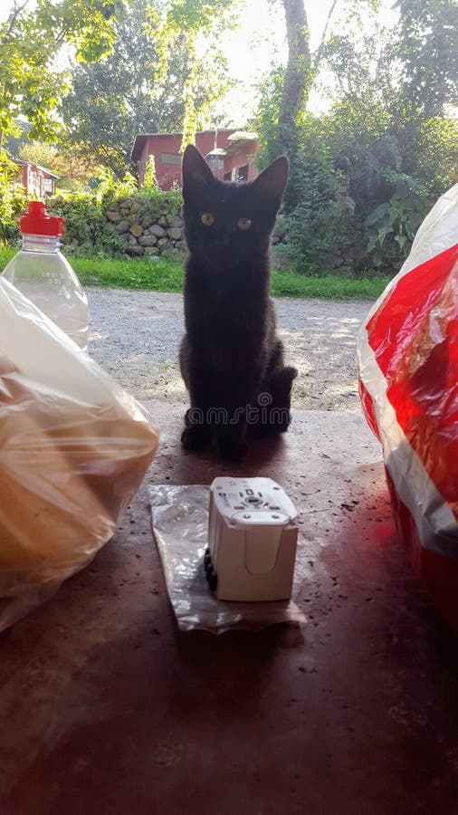 A Tiny Black Cat with Big Eyes Stock Image - Image of animal, black ...