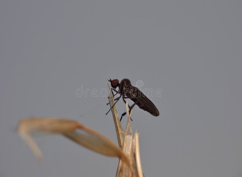 Black fly stock image. Image of dungfly, history, house - 256570369
