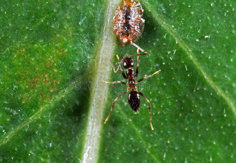 Tiny Black Garden Ant with Scale Insect on Green Leaf Stock Photo ...