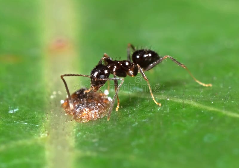 Scale insect stock photo. Image of insects, scale, life - 40877876
