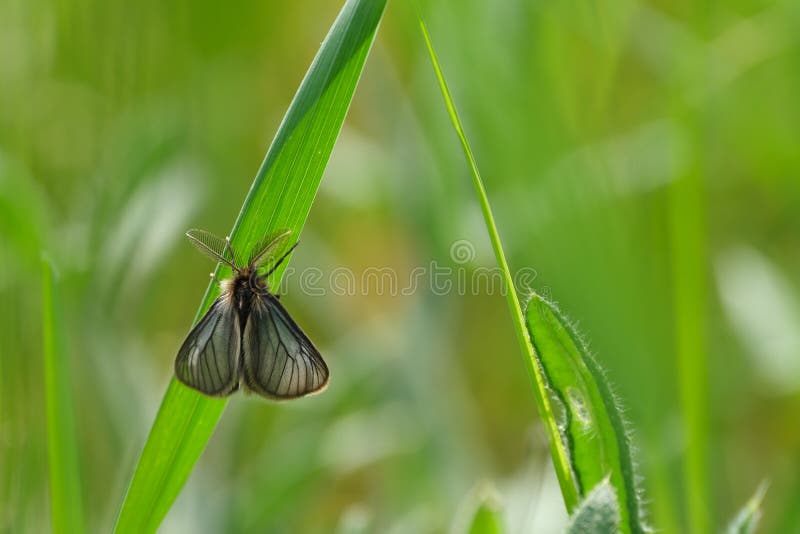 Tiny Black Moth with Hairy Wings Resting on a Blade of Grass Stock ...