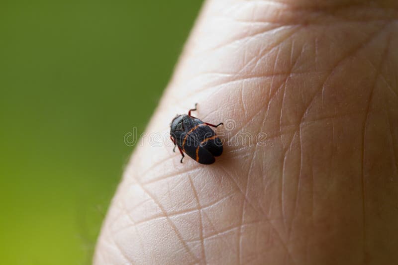 Tiny Black and Orange Two-Lined Spittlebug - Prosapia Bicincta Stock ...