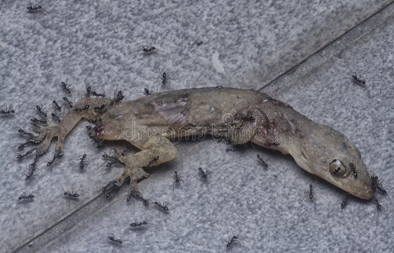 Tiny Black Pavement Ants Feeding on the Dead Lizard Stock Image - Image ...