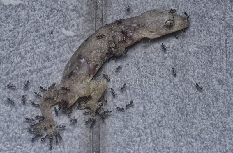 Tiny Black Pavement Ants Feeding on the Dead Lizard Stock Photo - Image ...
