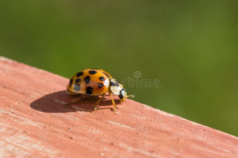 Tiny Black Red Spotted Lady Bug Stock Photo - Image of life, macro ...