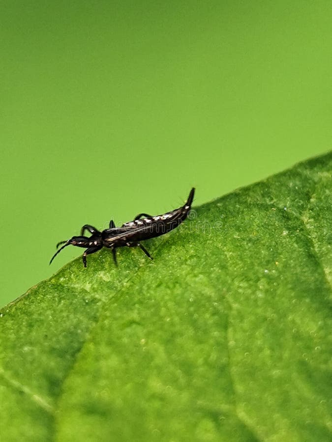 A Tiny Black Thrips Insect Crawls Across a Vibrant Green Leaf, Captured ...