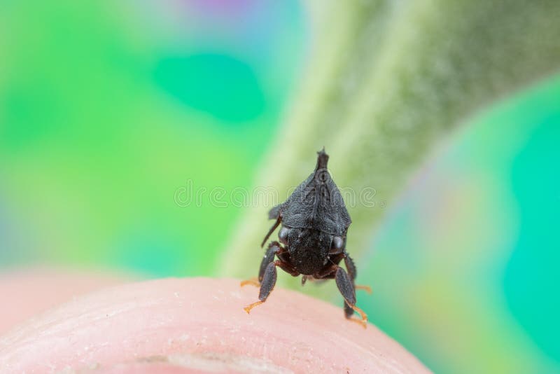Tiny Black Treehopper on Finger with Colorful Background Stock Image ...
