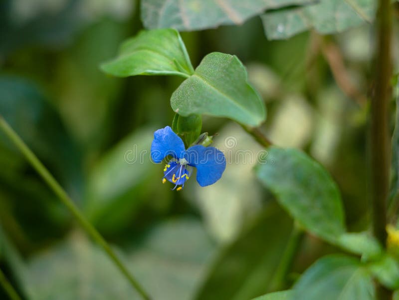 Tiny Blue Color Flower of a Weed Plant, Selective Focus Stock Image ...