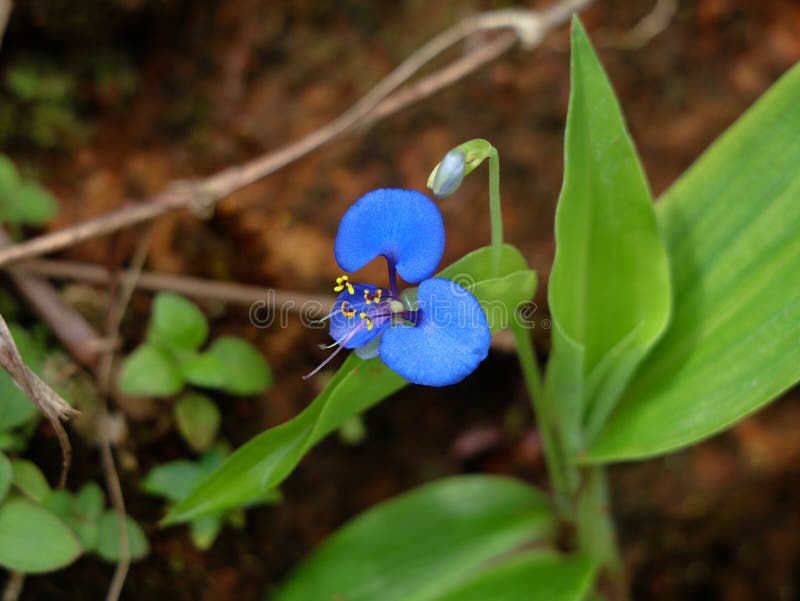 Tiny Blue Color Flower of a Weed Plant, Selective Focus Stock Image ...