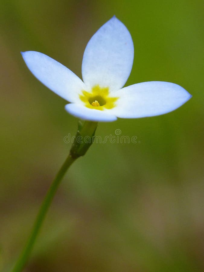 Tiny Blue Flower (side View) Stock Image - Image of petals, yellow ...