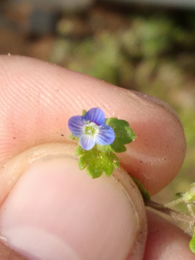 Tiny flower stock image. Image of fingers, focus, flower - 110721423