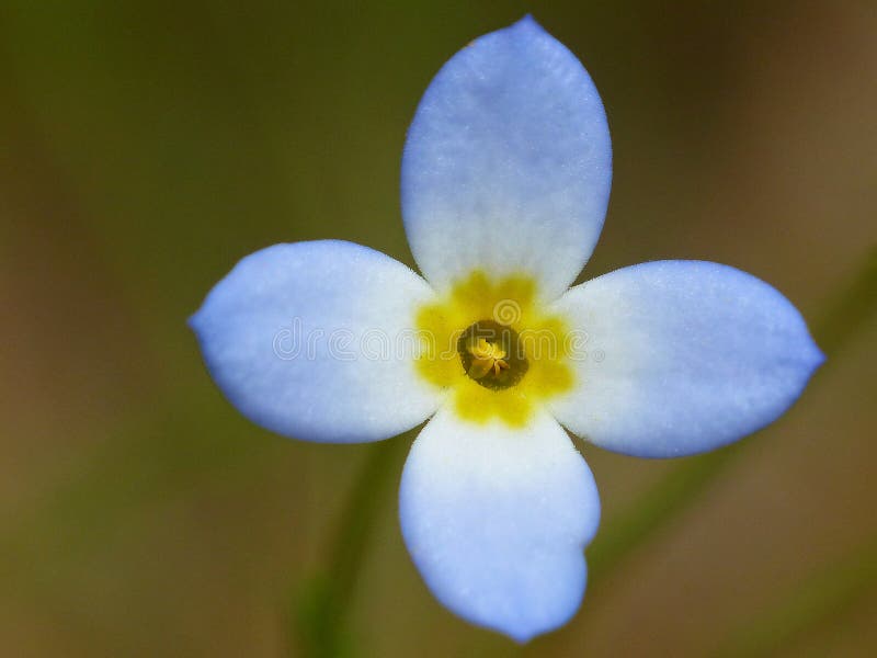 Tiny Blue Flower (top View) Stock Image - Image of pretty, stamen ...