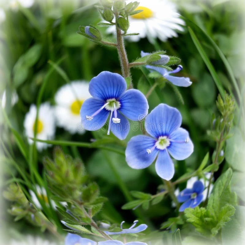 Tiny blue flowers stock photo. Image of spring, flower - 114963992