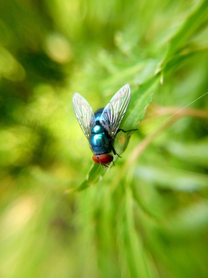 A tiny blue fly on a leaf stock image. Image of macro - 153247533