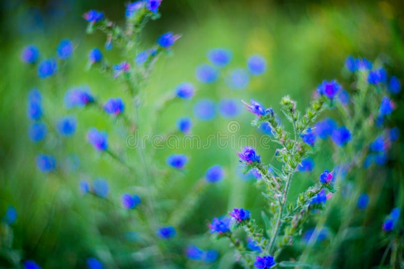 Tiny blue forest flowers stock photo. Image of nature - 74710072