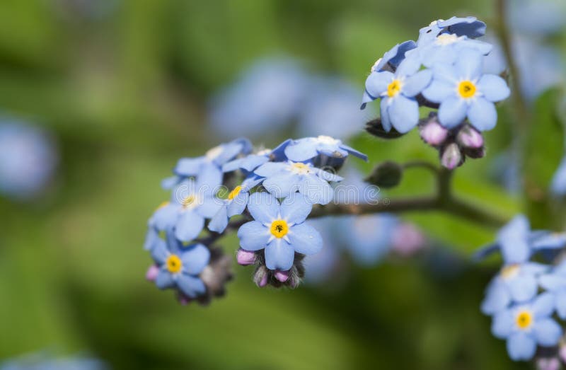 Tiny Blue Forget-me-not Flower Stock Image - Image of color, fresh ...