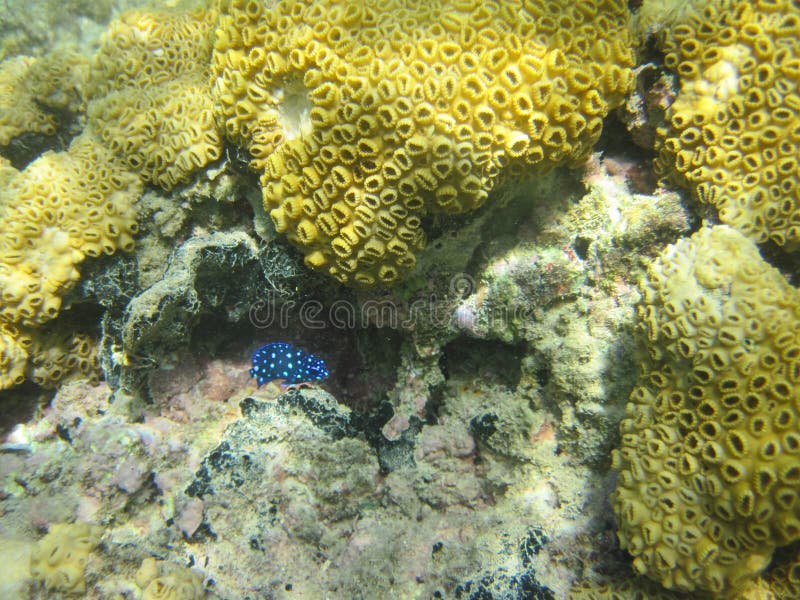 Tiny Blue Spotted Fish stock photo. Image of tiny, cute - 76534174