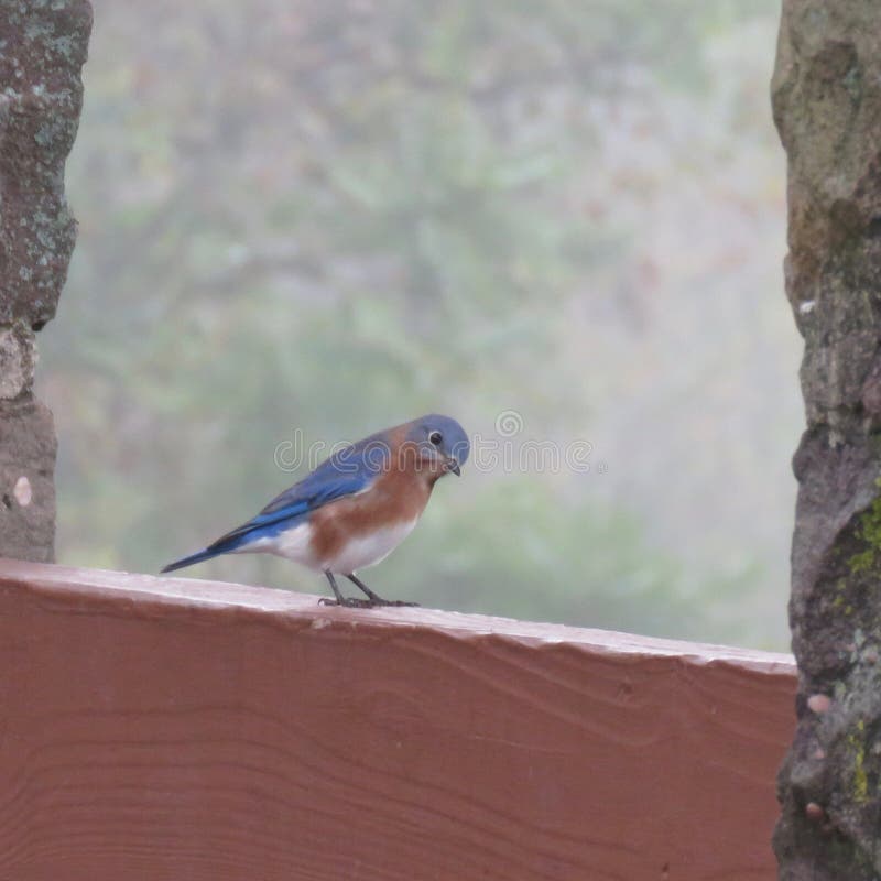 Tiny bluebird stock photo. Image of beak, tiny, nature - 125043570