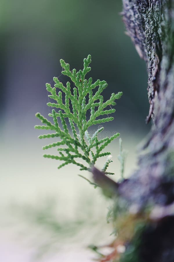 Tiny branch stock image. Image of cone, freshness, garden - 34446691