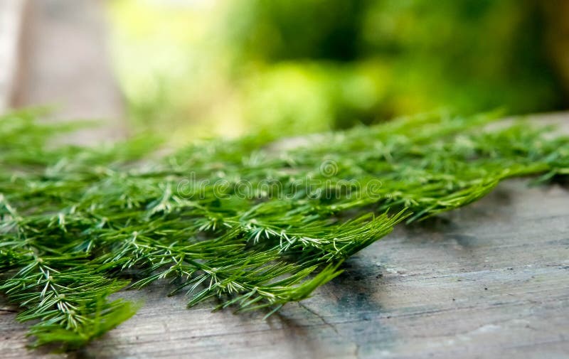 181 Tiny Branch Charming Tree Stock Photos - Free & Royalty-Free Stock ...