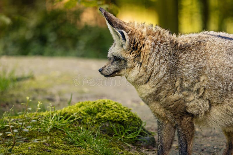 Tiny Brown Bat-eared Fox Perched on a Soil Patch Stock Photo - Image of ...