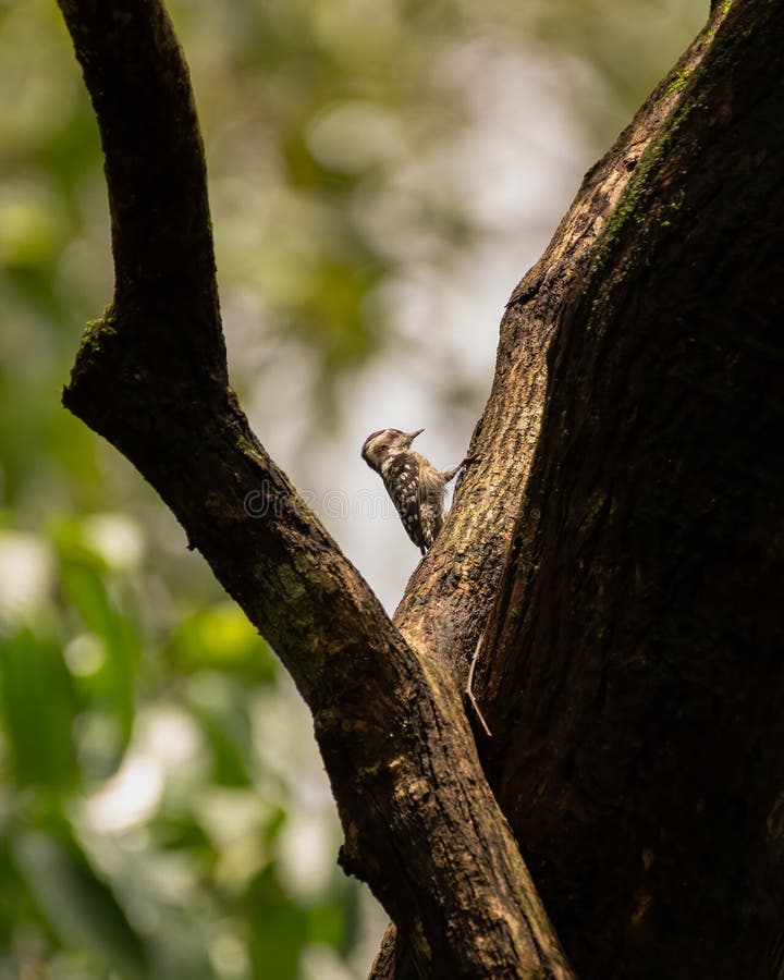 Tiny Brown-capped Pygmy Woodpecker Perched on a Tree Trunk Stock Image ...