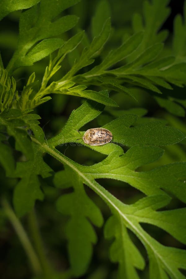 Tiny Brown Cassida Beetle Sitting on Bright Green Leaf in Sun Rays ...