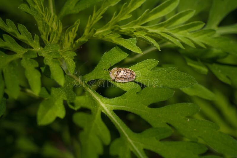 Tiny Brown Cassida Beetle Sitting on Bright Green Leaf in Sun Rays ...