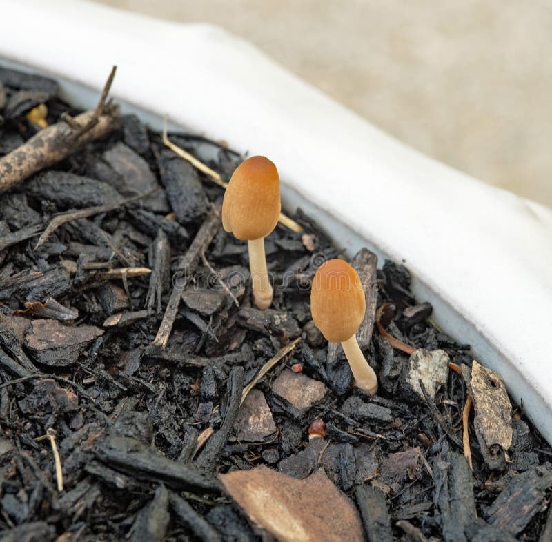 Tiny Brown Common Conecap Fungi Stock Photo - Image of ecosystem ...