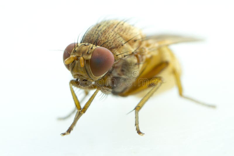 Tiny Brown Fly Isolated on White Stock Image - Image of insects, edge ...