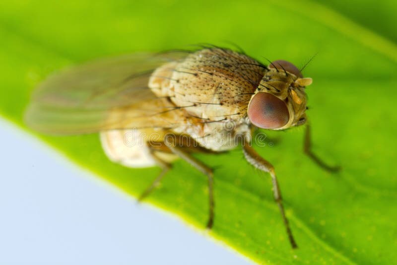 Tiny Brown Fly stock photo. Image of details, wild, eyes - 59630230