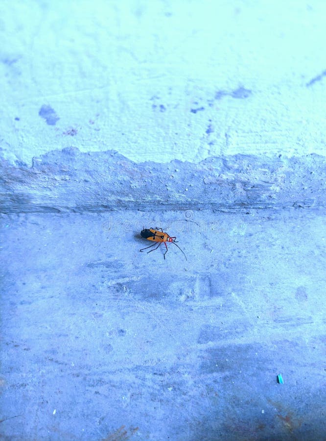 Tiny Brown Insect on Abstract Blueish Wall Stock Photo - Image of ...