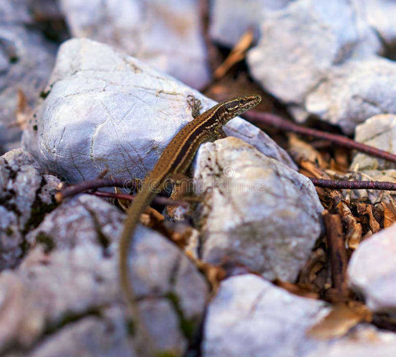 Tiny brown lizard stock photo. Image of macro, brown - 45420436